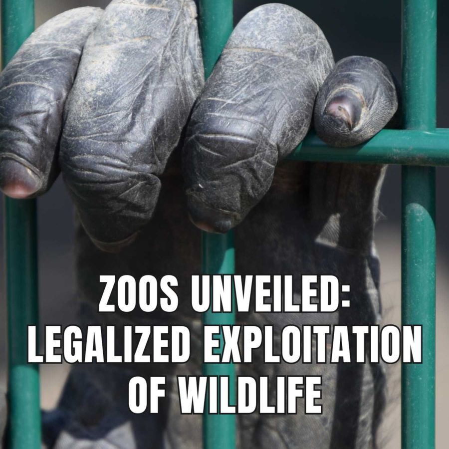 All About Animals - Zoos Unveiled: Legalized Exploitation of Wildlife ...
