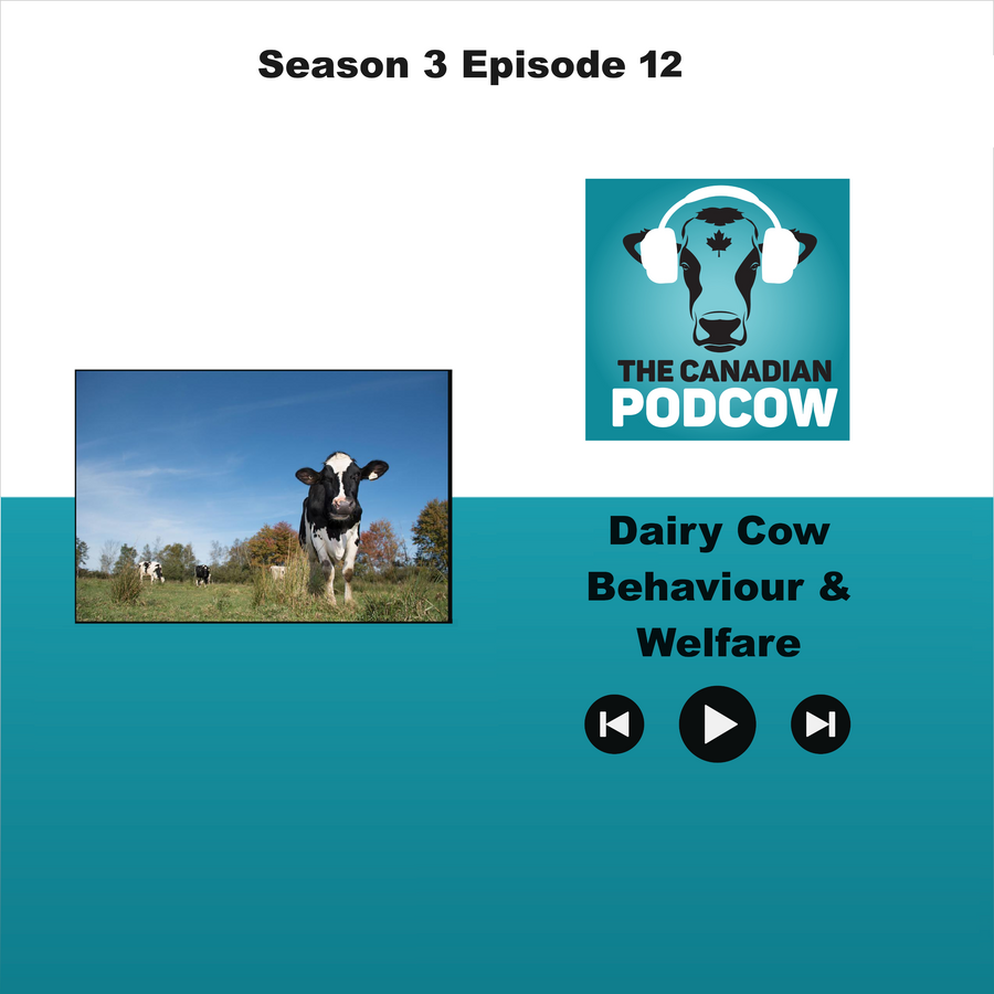 Dairy Cow Behaviour & Welfare | Podcast Episode on RSS.com