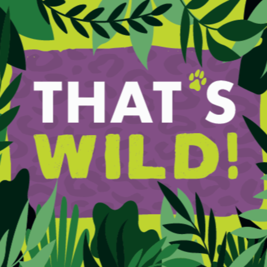 That's Wild: Sloth Bears with Dr. Laura | Podcast Episode on RSS.com